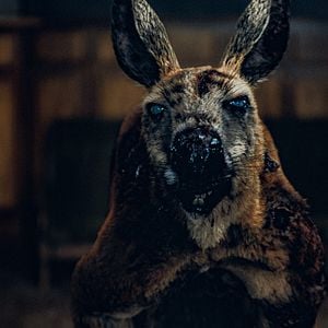 Rippy - Das Killerkänguru - Film 2024 - FILMSTARTS.de