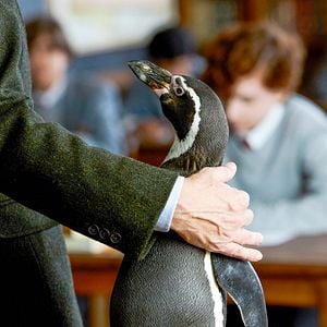Der Pinguin meines Lebens - Film 2024 - FILMSTARTS.de