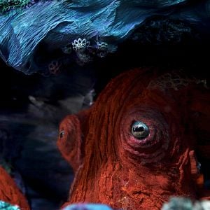 Der Krake - TV-serie 2025 - FILMSTARTS.de