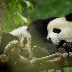 Moon, der Panda - Film 2025 - FILMSTARTS.de