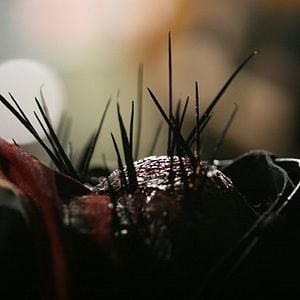 Splinter - Film 2008 - FILMSTARTS.de