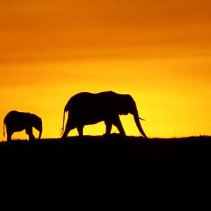 Unsere Erde - Der Film - Dokumentarfilm 2007 - FILMSTARTS.de