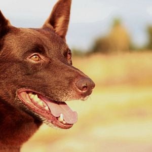 Red Dog - Film 2011 - FILMSTARTS.de