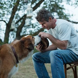 Bailey - Ein Freund fürs Leben - Film 2017 - FILMSTARTS.de