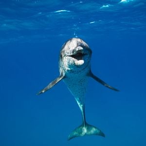 Bilder und Fotos auf Das Tier Staffel 1 - FILMSTARTS.de