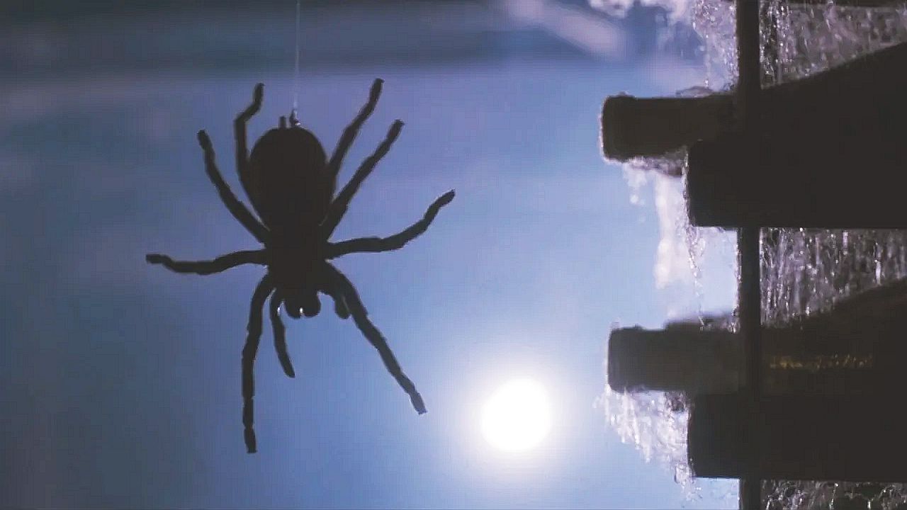 TV-Tipp: Einer der besten Spinnen-Horror-Reißer überhaupt – ihr werdet ...