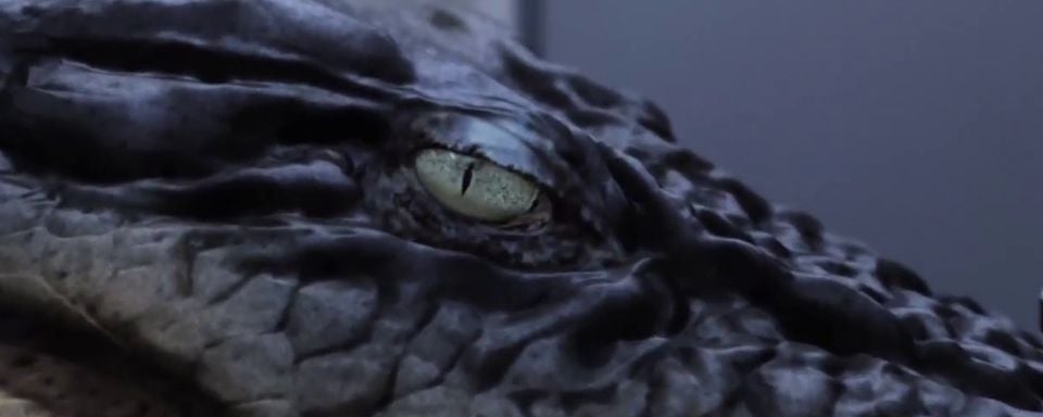 Krokodil gegen Riesenschlange gegen Robert Englund im Trailer zu "Lake ...