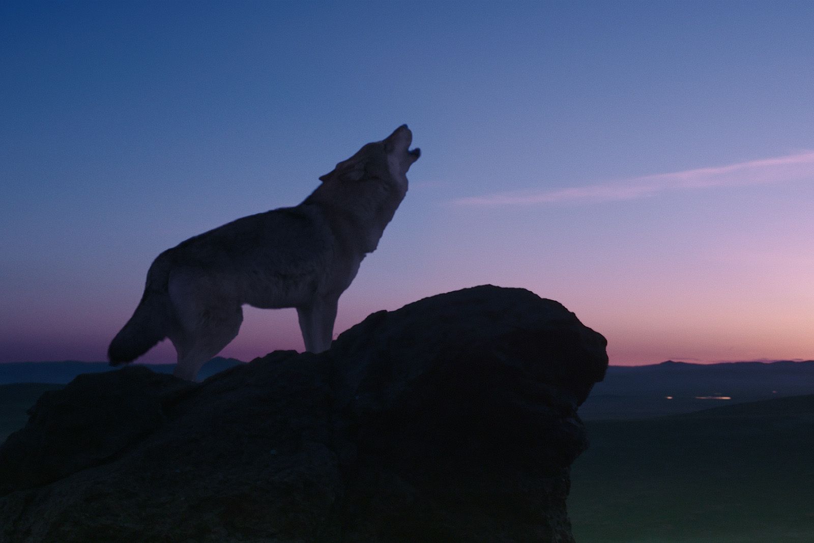 Foto zum Film Der letzte Wolf - Bild 6 auf 36 - FILMSTARTS.de