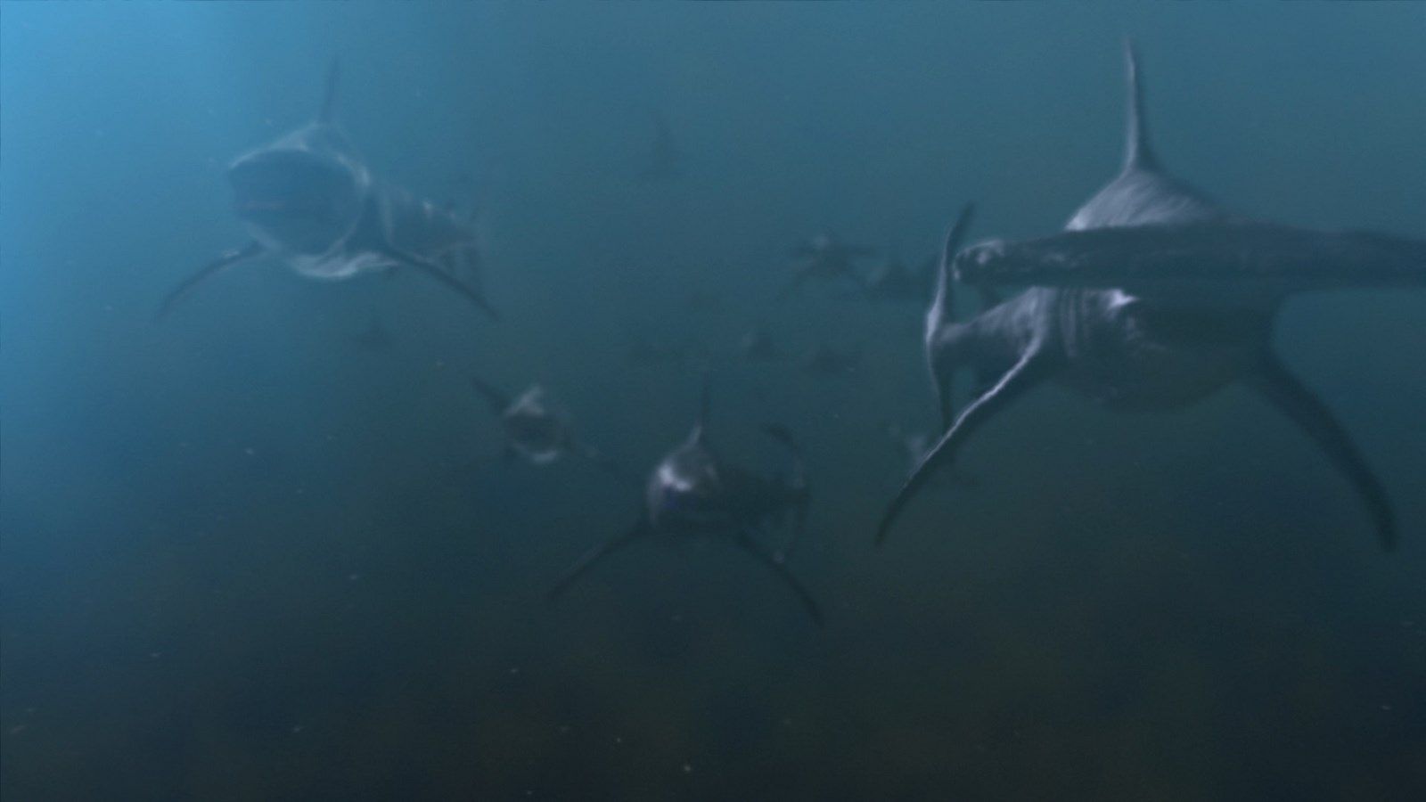 Foto zu Planet Of The Sharks - Bild 1 auf 20 - FILMSTARTS.de