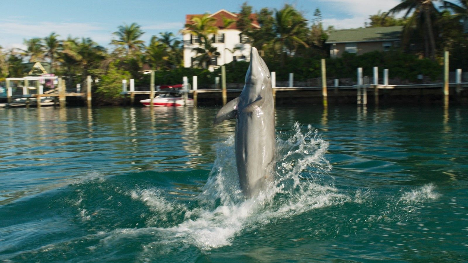 Foto zum Film Die Insel der Delfine - Bild 8 auf 14 - FILMSTARTS.de