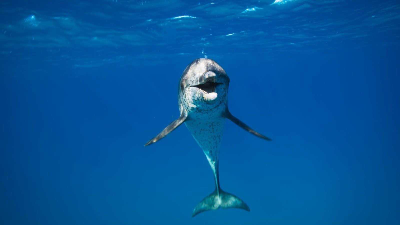 Das Tier: Das Tier : Bild - 3 von 10 - FILMSTARTS.de