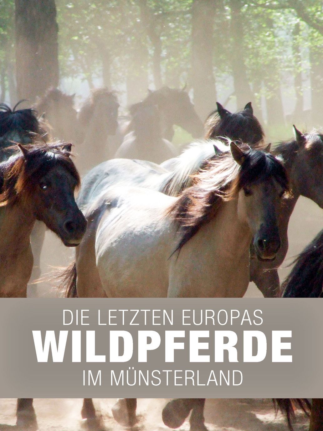 Die letzten Europas - Wildpferde im Münsterland - Kurzfilm - FILMSTARTS.de