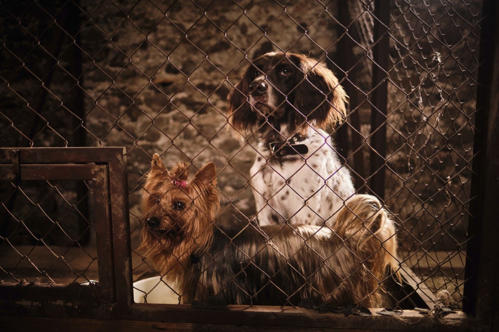 Foto zum Film Lassie - Ein neues Abenteuer - Bild 6 auf 49 - FILMSTARTS.de