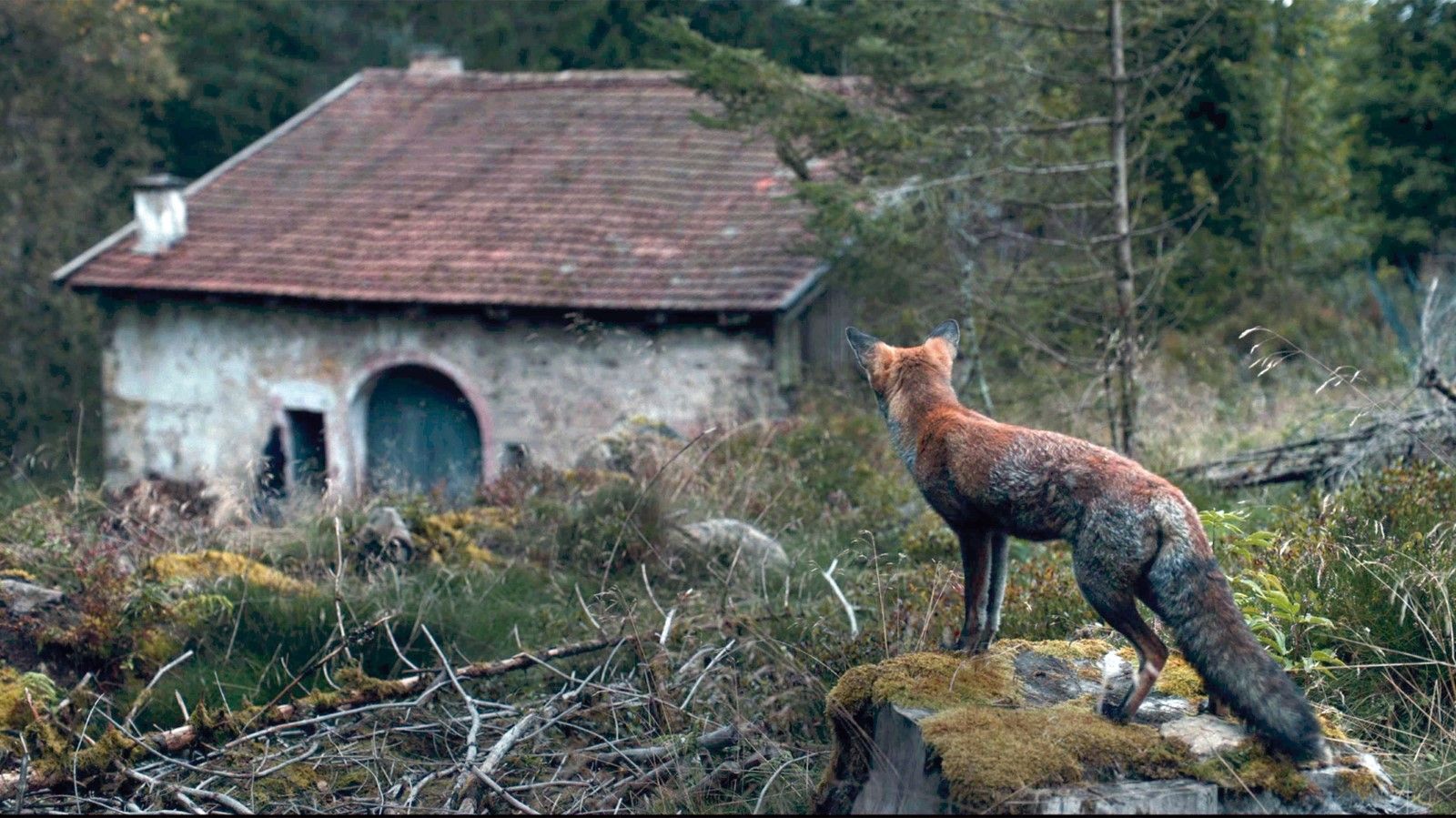 Foto zum Film Luise - Bild 8 auf 15 - FILMSTARTS.de