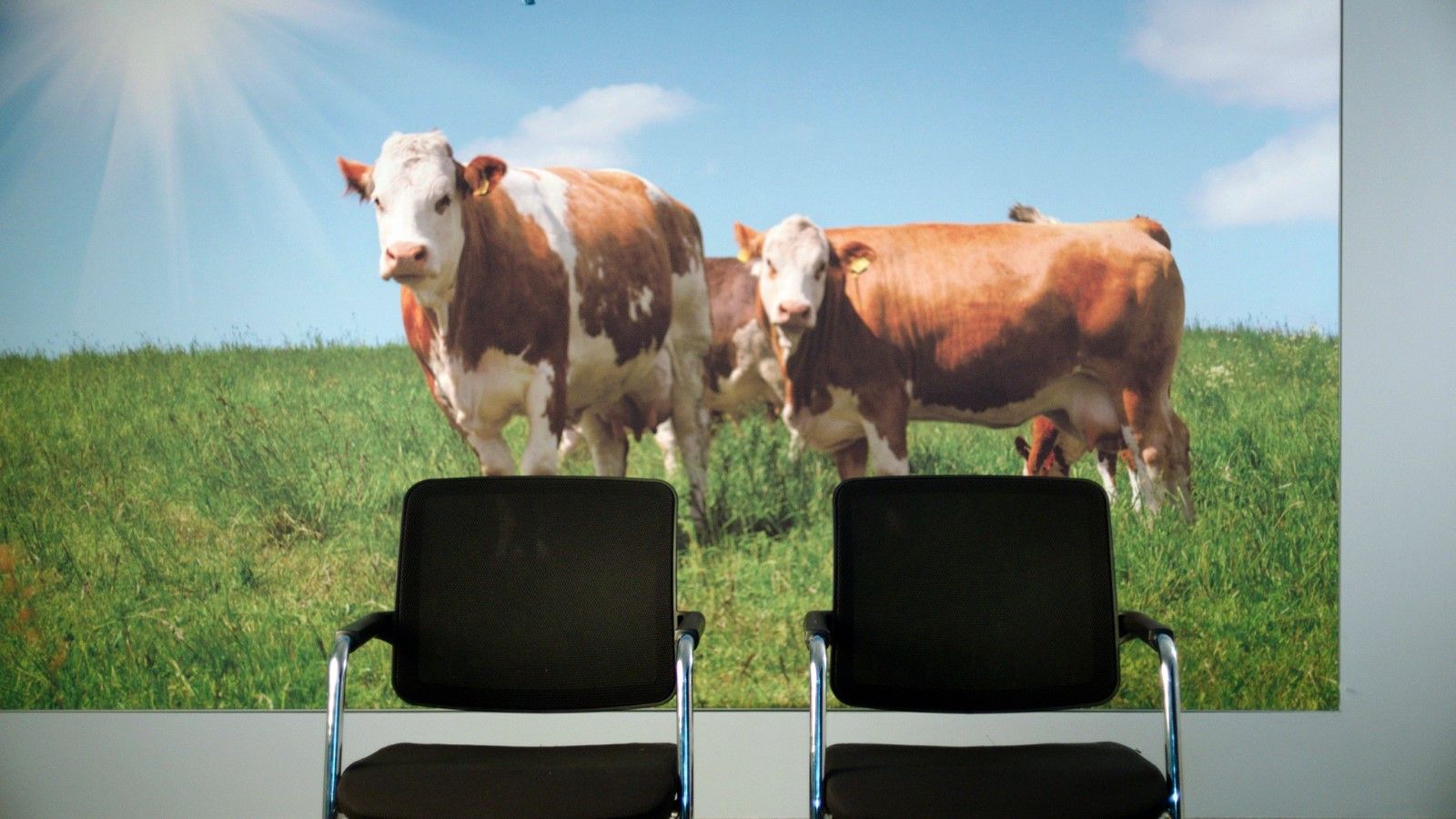 Foto zum Film Wir und das Tier - Ein Schlachthausmelodram - Bild 6 auf 11 - FILMSTARTS.de