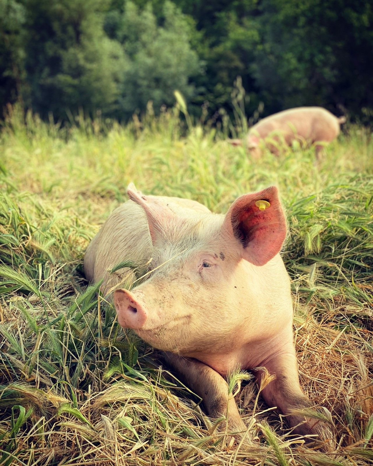 Foto zum Film Wir und das Tier - Ein Schlachthausmelodram - Bild 2 auf 11 - FILMSTARTS.de