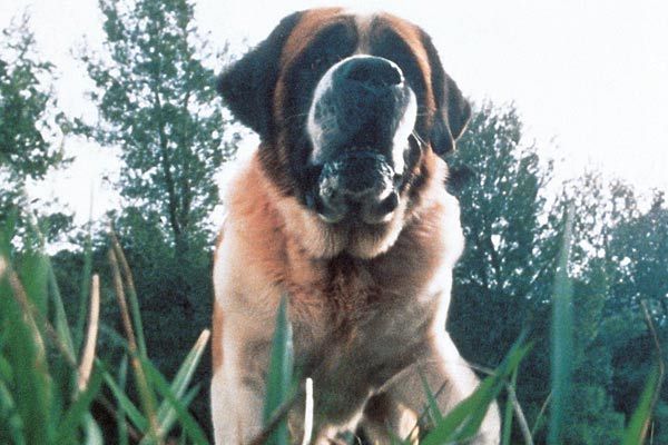 Bild zu Lewis Teague - Cujo : Bild Lewis Teague - Foto 17 von 22 ...