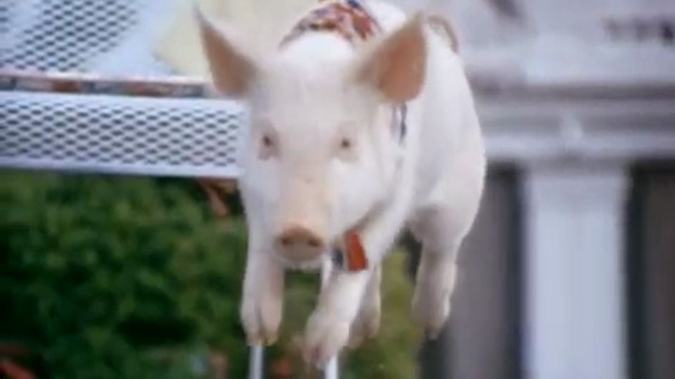 Gordy Trailer - Gordy Trailer OV - FILMSTARTS.de