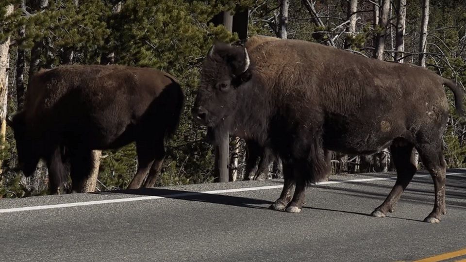 Becoming Animal Trailer - Becoming Animal Trailer DF - FILMSTARTS.de