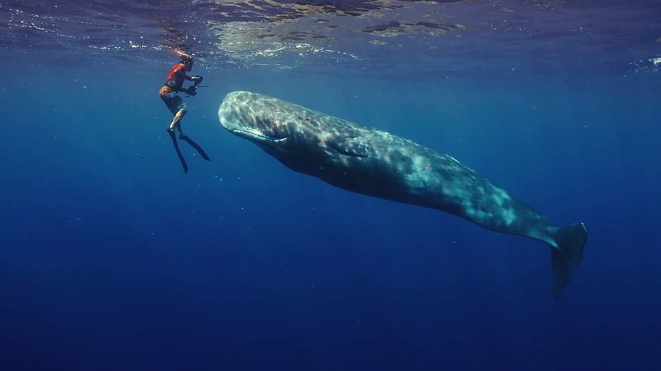 Patrick and the Whale Trailer - Patrick and the Whale Trailer DF ...