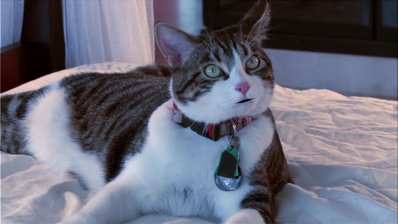 A Talking Cat!?! Trailer - A Talking Cat!?! Trailer OV - FILMSTARTS.de